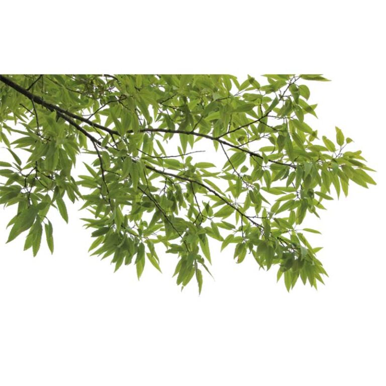 樹木片 – sozaiya.com