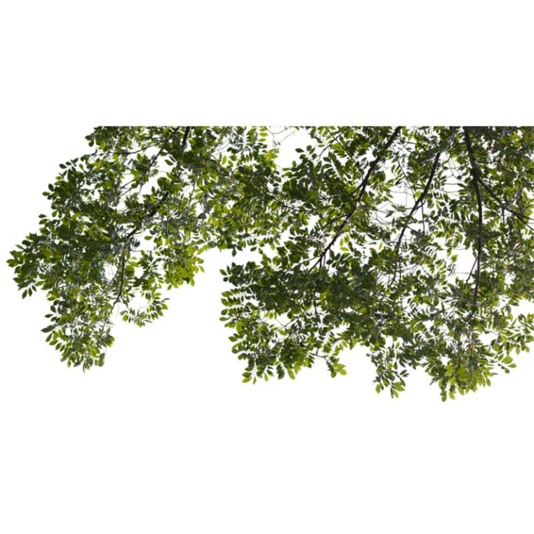 樹木片 – sozaiya.com