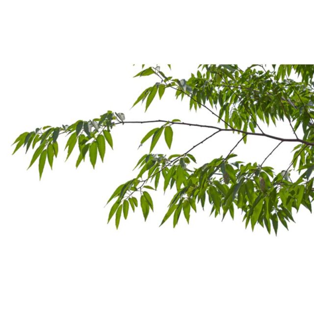 JZ_142 – sozaiya.com