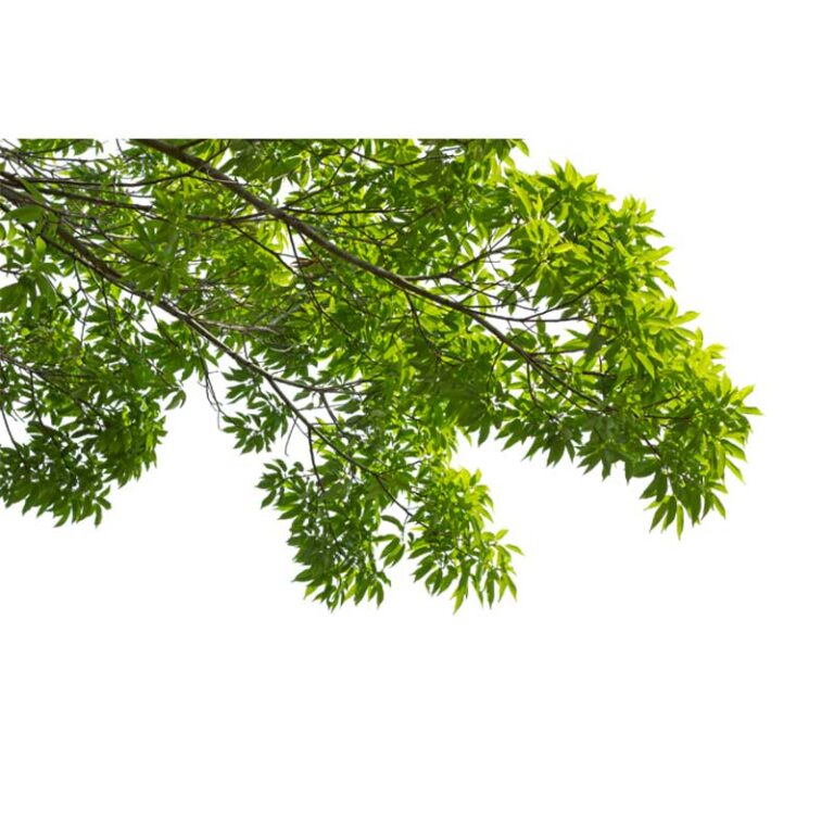 樹木片 – sozaiya.com