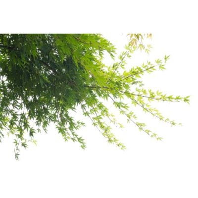 樹木片 – sozaiya.com