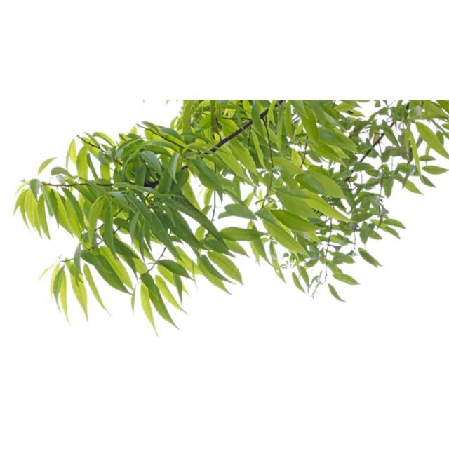 JZ_150 – sozaiya.com