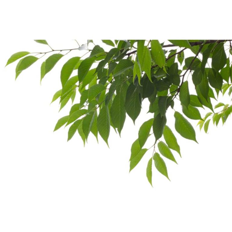 無料データ – ページ 4 – sozaiya.com