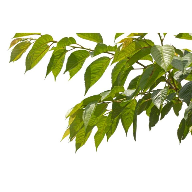 無料データ – ページ 4 – sozaiya.com