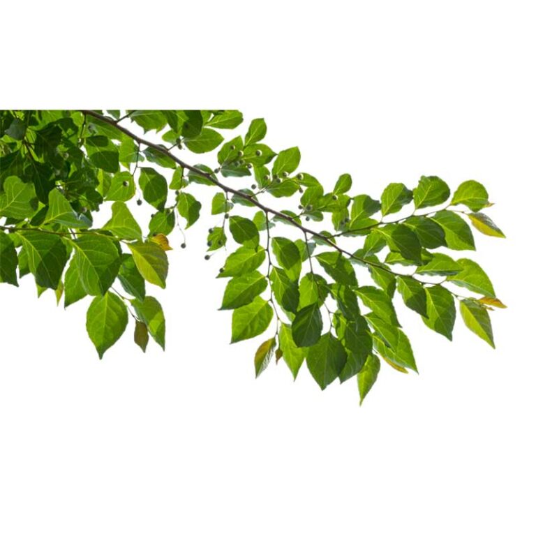 樹木片 – sozaiya.com