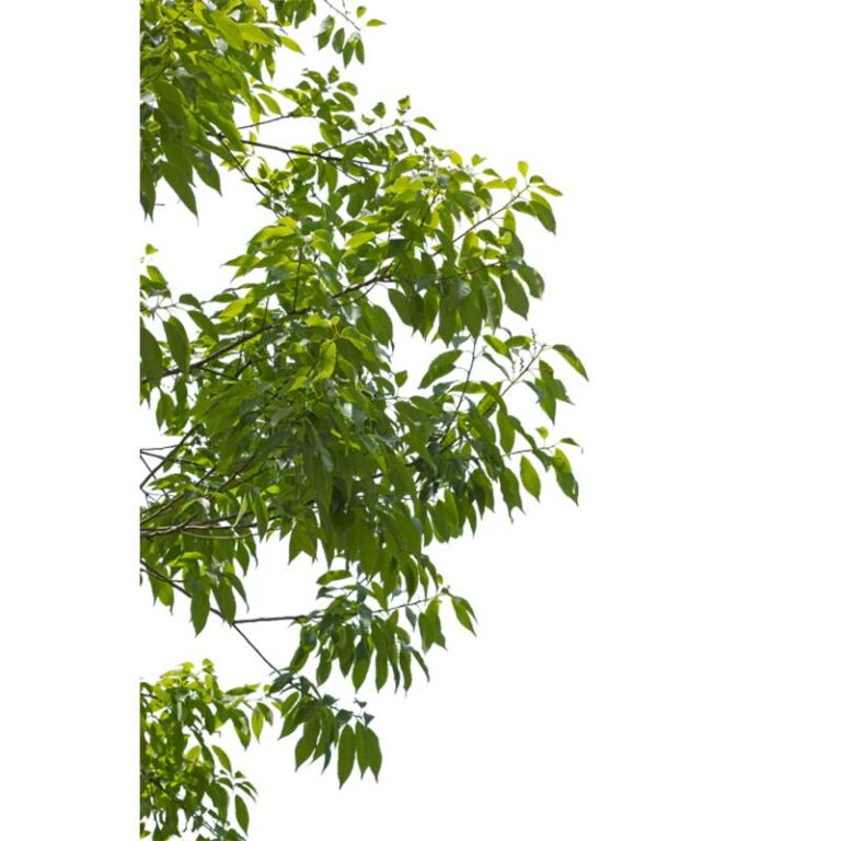 樹木片 – sozaiya.com