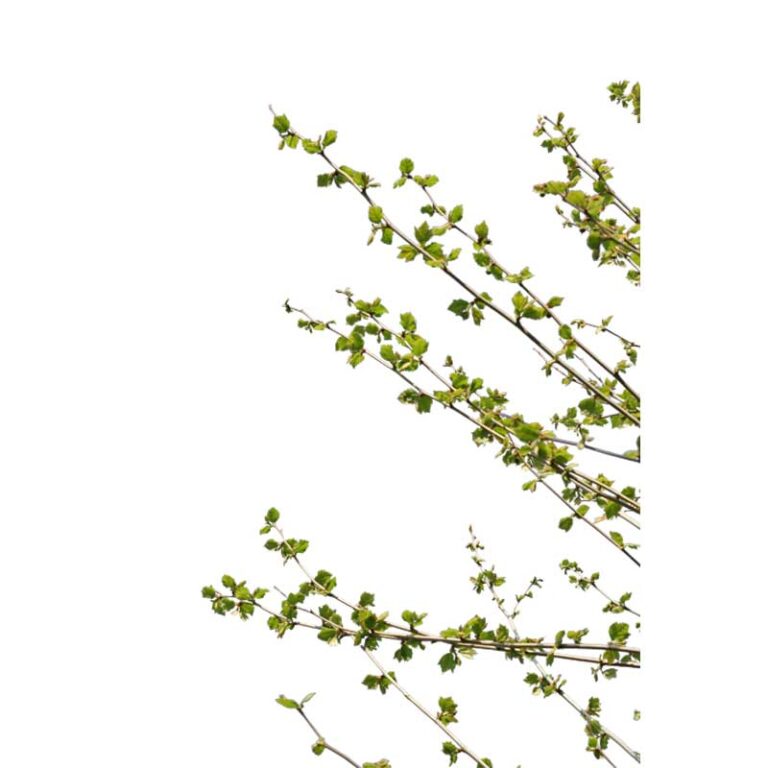 樹木片 – sozaiya.com