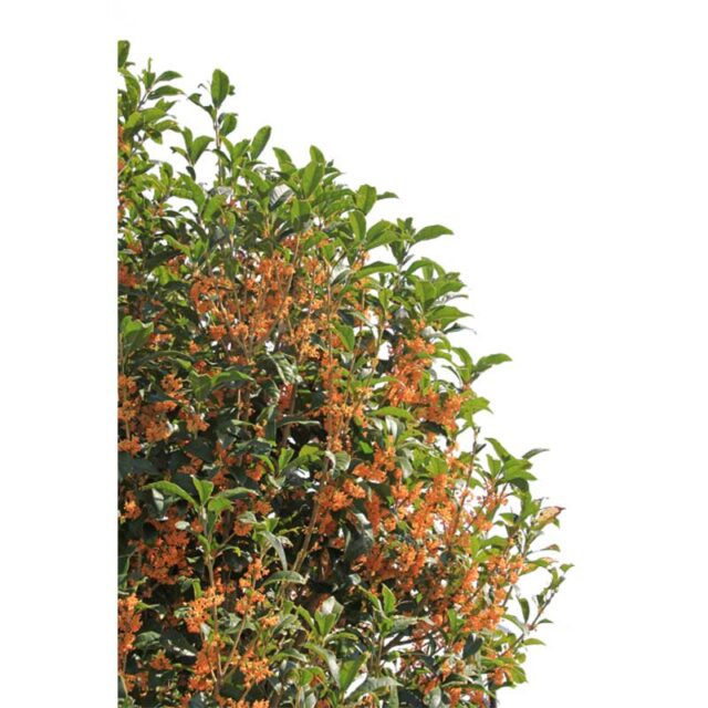 JZ_167 – sozaiya.com