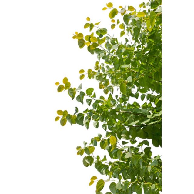 樹木片 – sozaiya.com