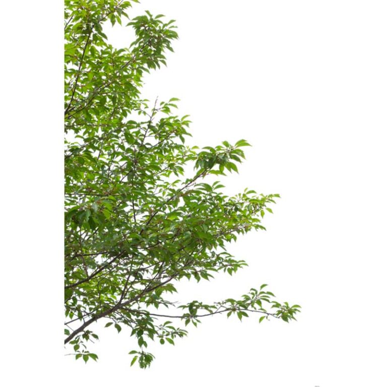 樹木片 – sozaiya.com