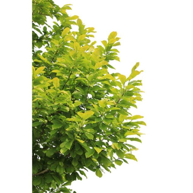 樹木片 – sozaiya.com