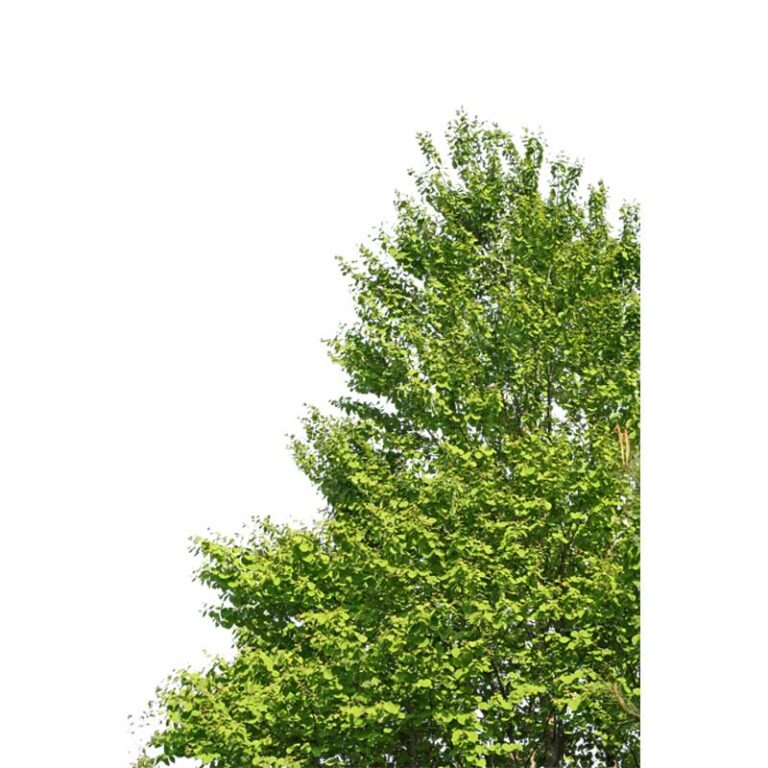 樹木片 – sozaiya.com