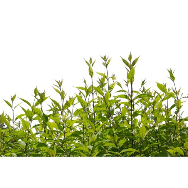 JZ_180 – sozaiya.com