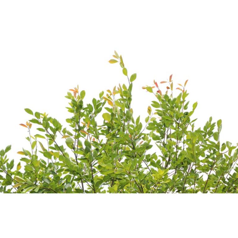 樹木片 – sozaiya.com