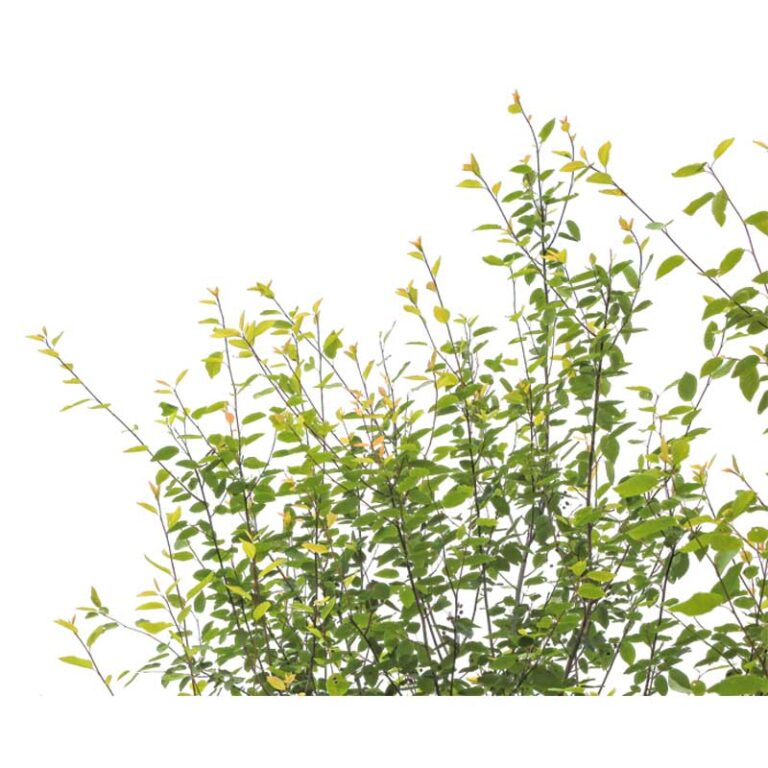 樹木片 – sozaiya.com