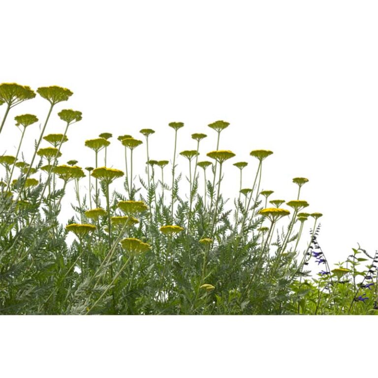 樹木片 – sozaiya.com