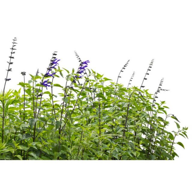 JZ_186 – sozaiya.com