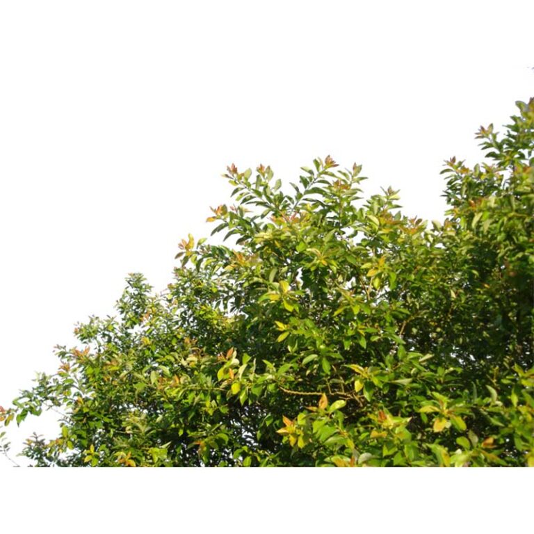 樹木片 – sozaiya.com