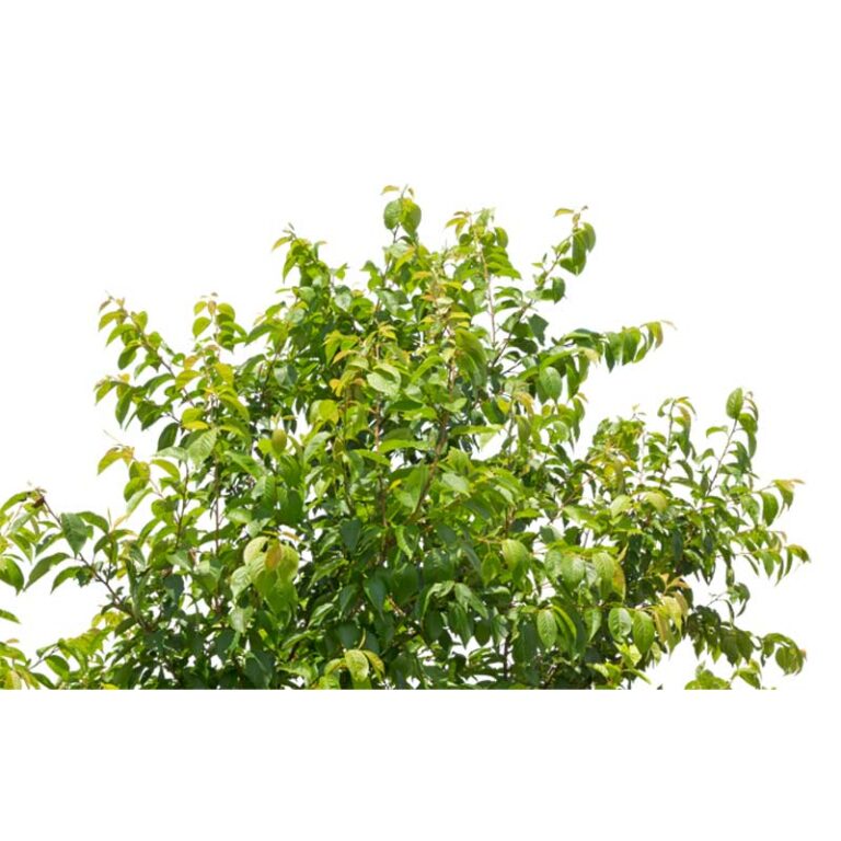 樹木片 – sozaiya.com