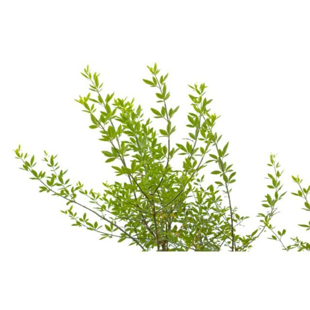 JZ_192 – sozaiya.com