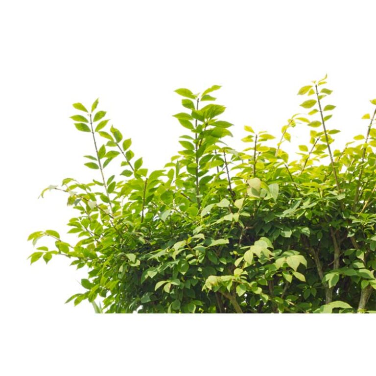 JZ_193 – sozaiya.com