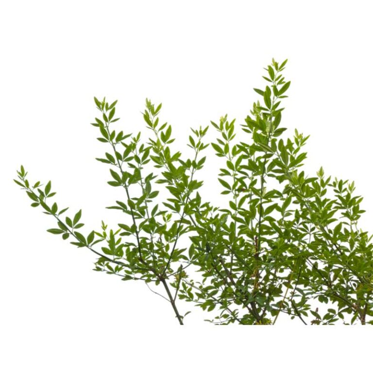 樹木片 – ページ 2 – sozaiya.com