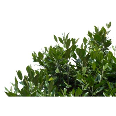 樹木片 – sozaiya.com