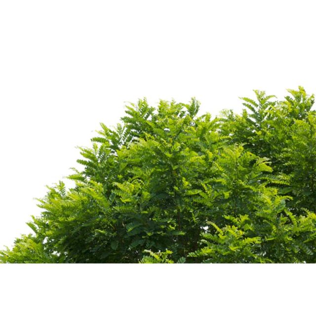 樹木片 – sozaiya.com