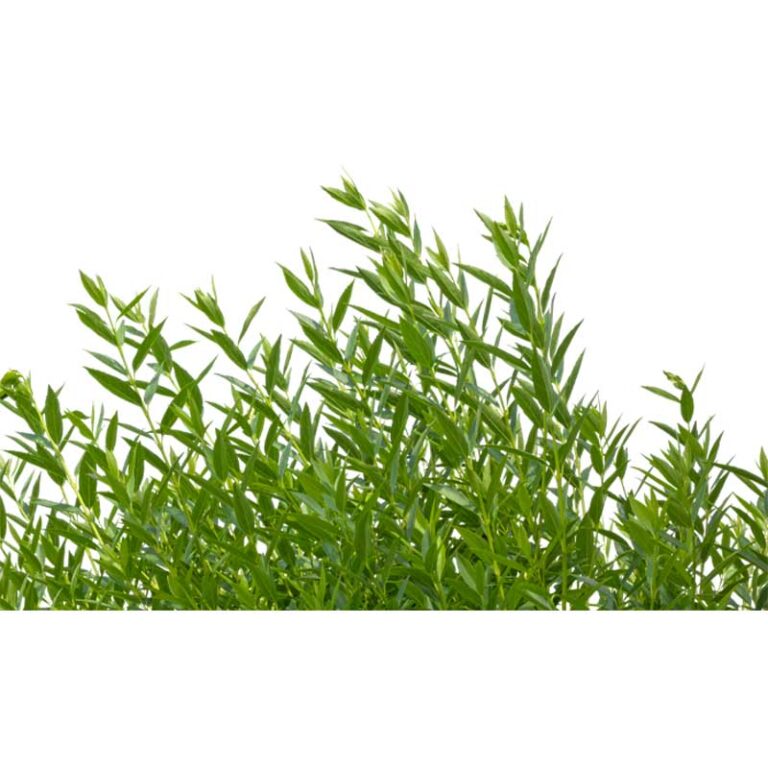 樹木片 – sozaiya.com