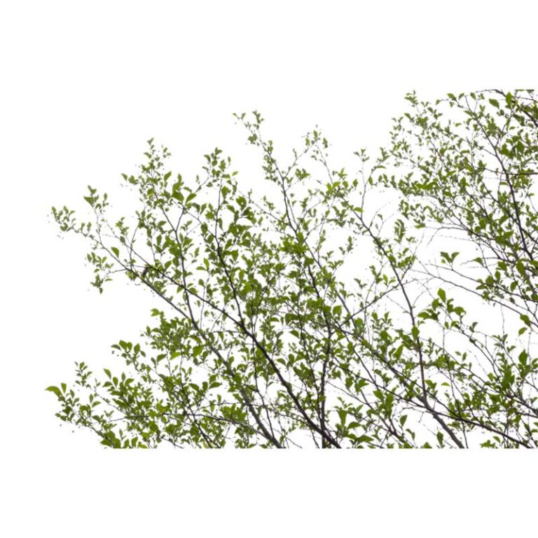 樹木片 – ページ 3 – sozaiya.com