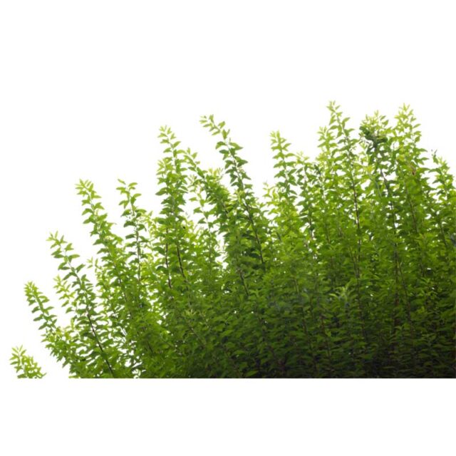 JZ_205 – sozaiya.com