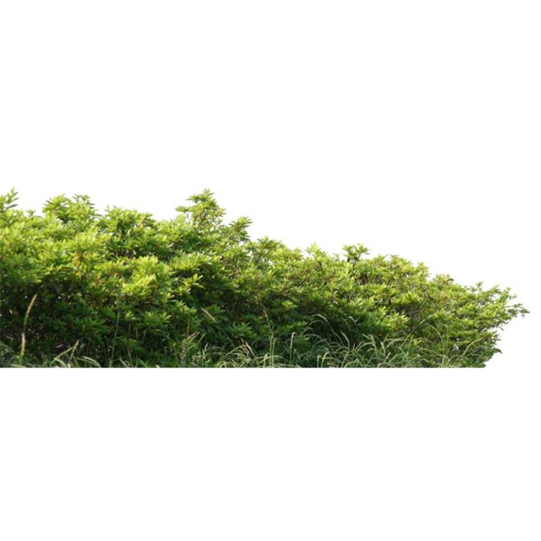 樹木片 – sozaiya.com