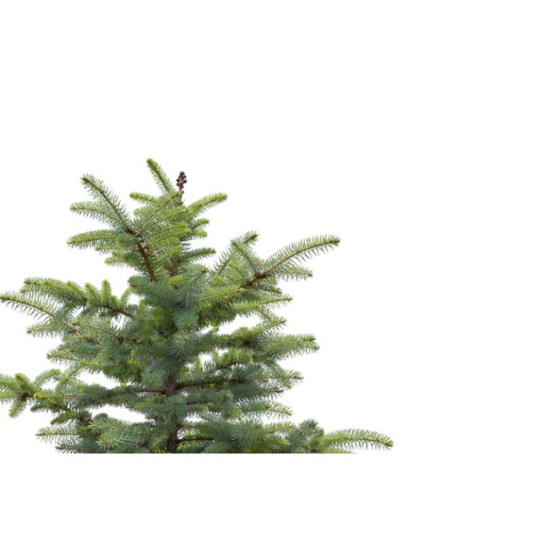 樹木片 – sozaiya.com