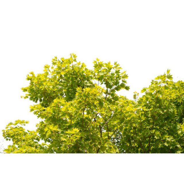 JZ_216 – sozaiya.com