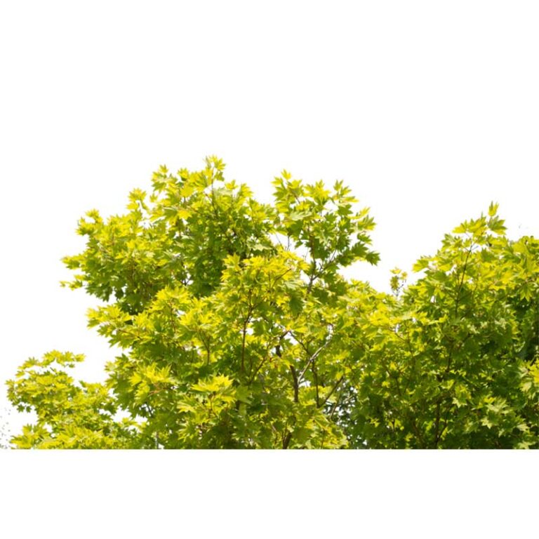 樹木片 – sozaiya.com