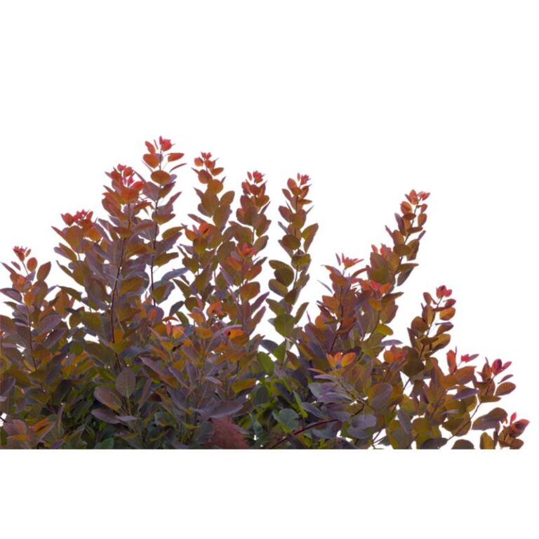 樹木片 – sozaiya.com