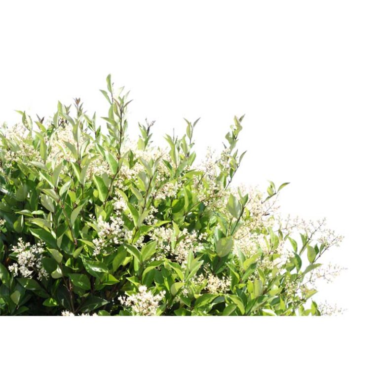 樹木片 – sozaiya.com