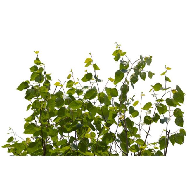 樹木片 – sozaiya.com