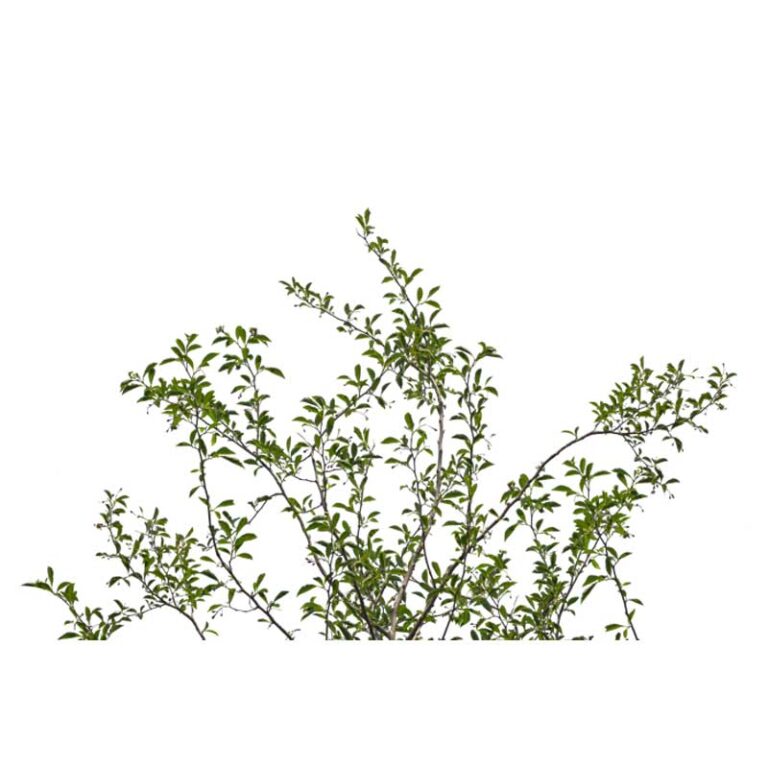 樹木片 – sozaiya.com