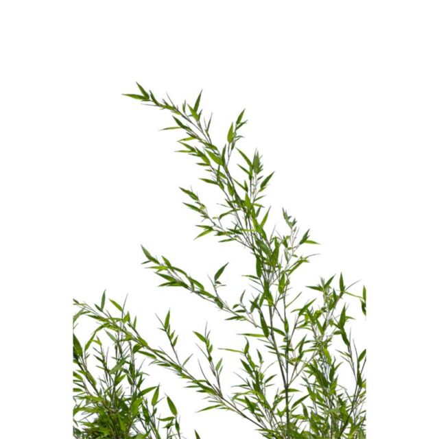 JZ_229 – sozaiya.com