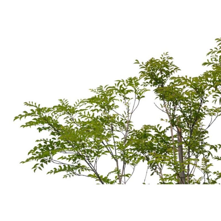 樹木片 – sozaiya.com