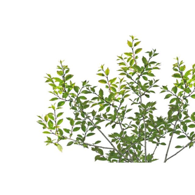 樹木片 – sozaiya.com