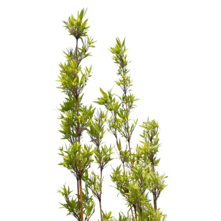 樹木片 – sozaiya.com