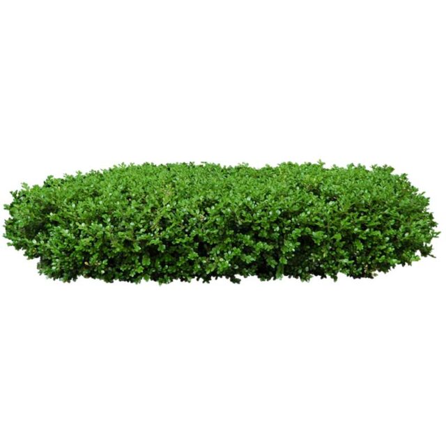 shrub_clippings_L1001 – sozaiya.com