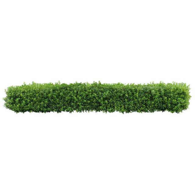 shrub_clippings_L1002 – sozaiya.com