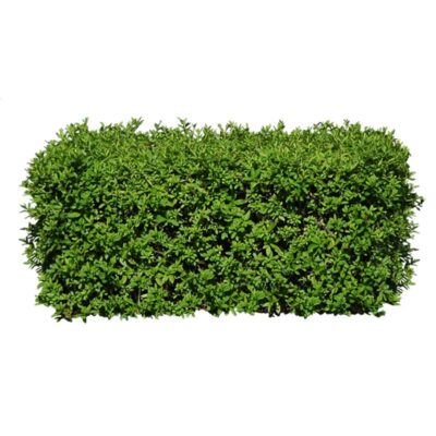 低木素材 – sozaiya.com