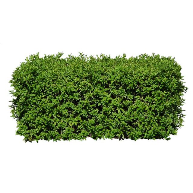 低木素材 – sozaiya.com