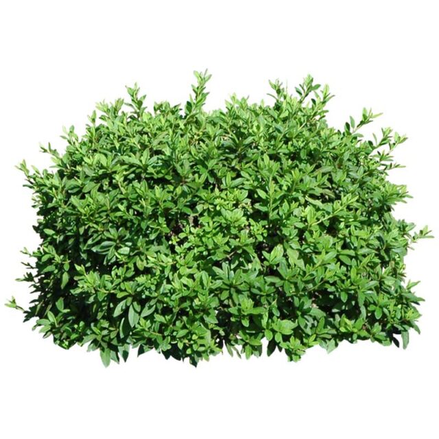 低木素材 – sozaiya.com