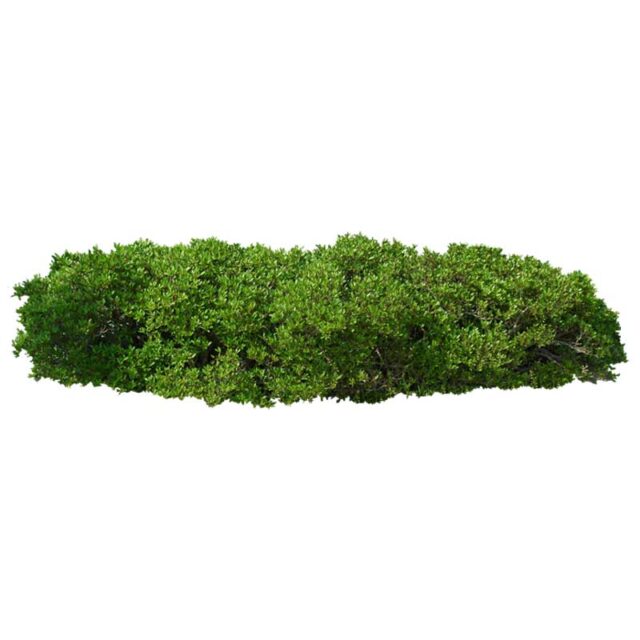 低木素材 – ページ 2 – sozaiya.com