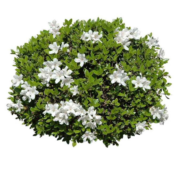 低木素材 – sozaiya.com